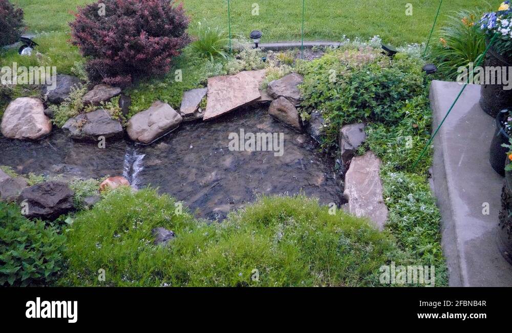 At a backyard pond Stock Videos & Footage - HD and 4K Video Clips - Alamy