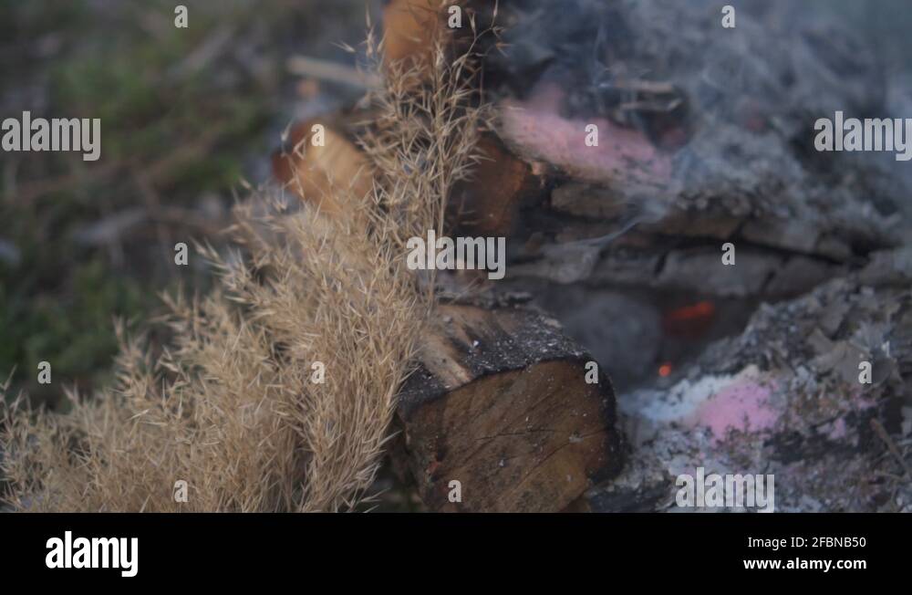 Ash grass Stock Videos & Footage - HD and 4K Video Clips - Alamy