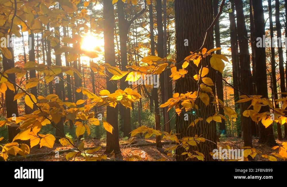Massachusetts sun Stock Videos & Footage - HD and 4K Video Clips - Alamy