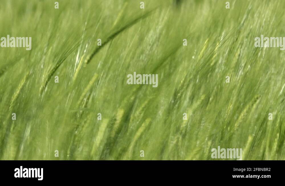 Wheat field blowing in wind Stock Videos & Footage - HD and 4K Video ...