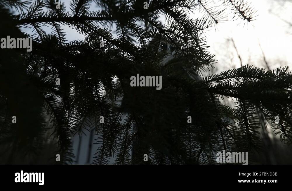 Worship pine tree Stock Videos & Footage - HD and 4K Video Clips - Alamy