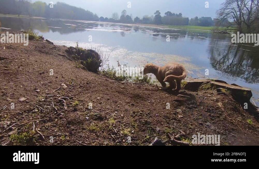 Puppy in mud Stock Videos & Footage - HD and 4K Video Clips - Alamy