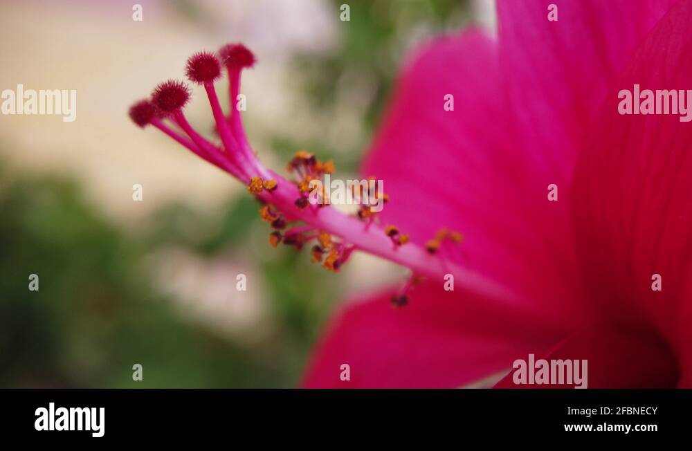 Hibiscus pollen grains Stock Videos & Footage - HD and 4K Video Clips ...