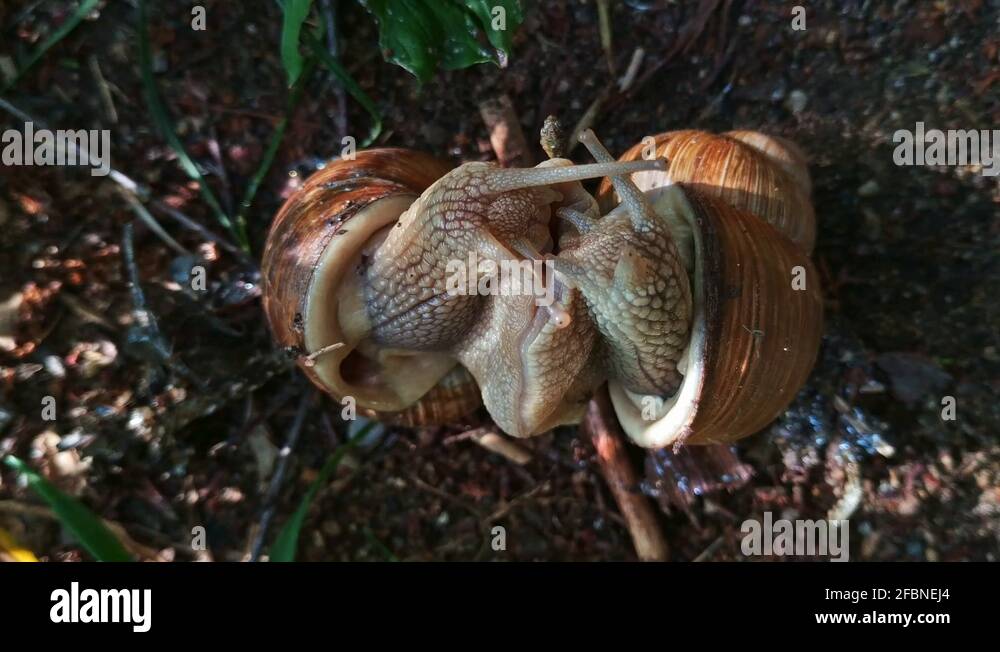 Endangered snail species Stock Videos & Footage - HD and 4K Video Clips ...