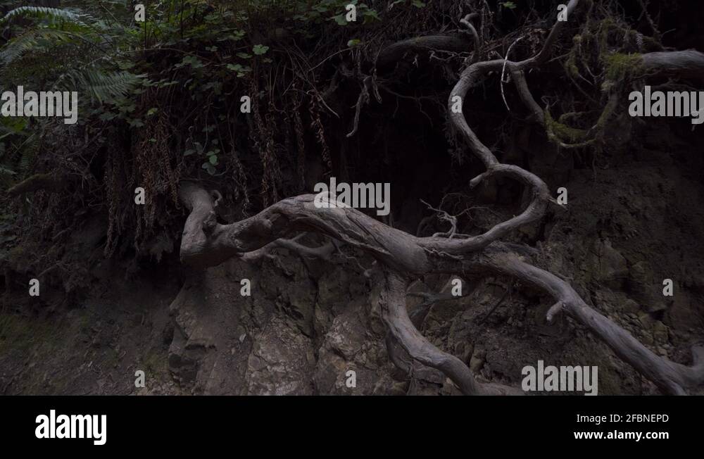 Sinister tree Stock Videos & Footage - HD and 4K Video Clips - Alamy