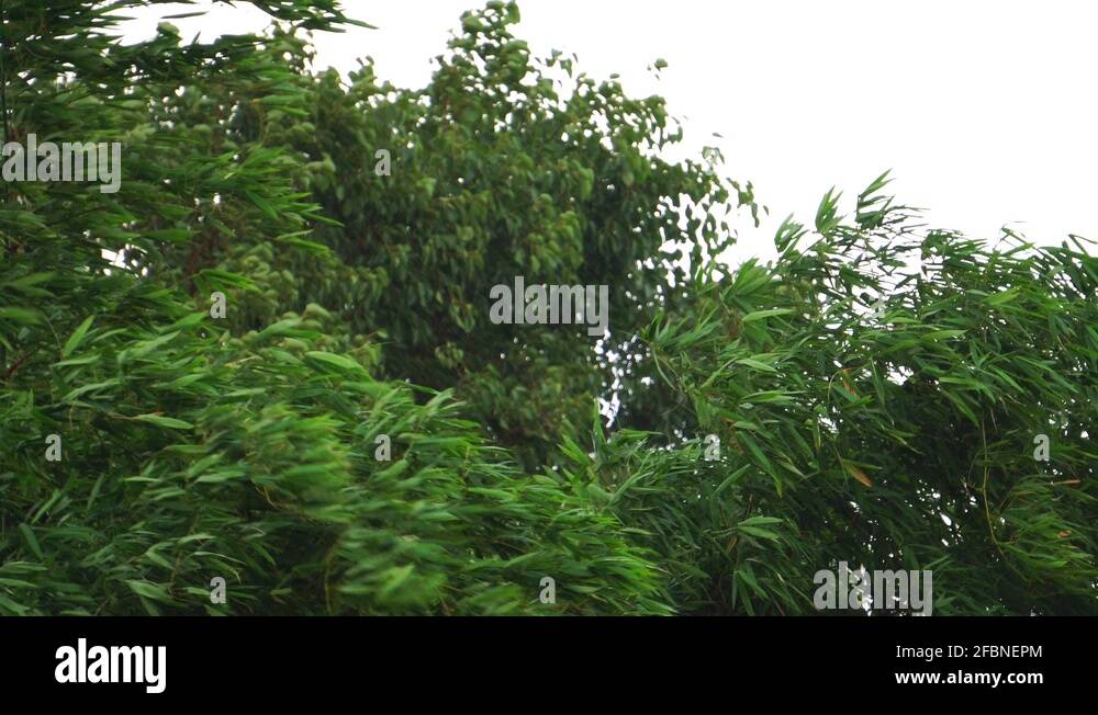 Shaking the tree Stock Videos & Footage - HD and 4K Video Clips - Alamy