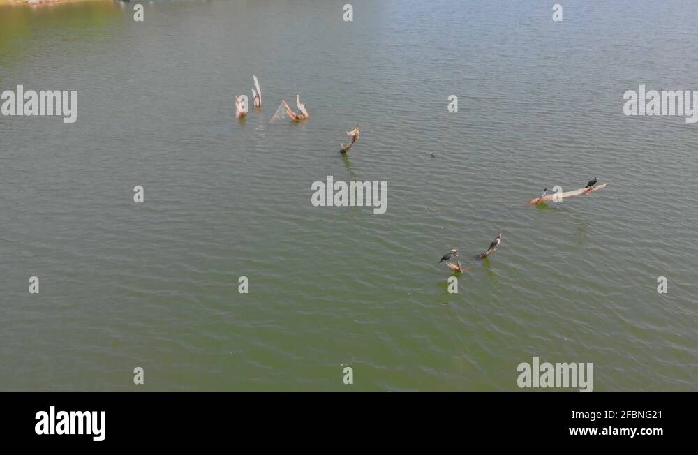 Drone footage of birds sitting on a submerged tree in a dam backwater ...