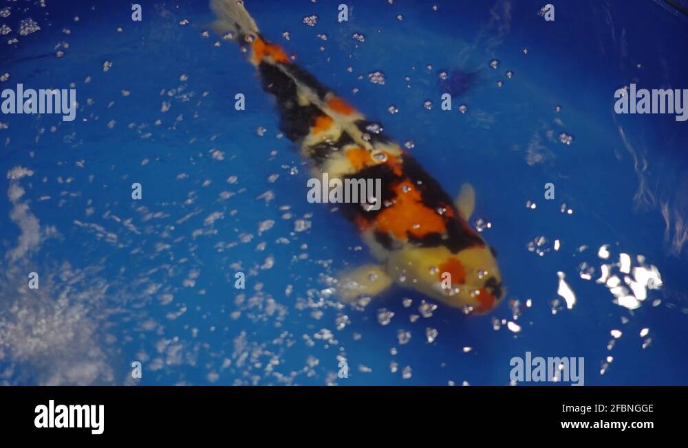 Koi fish in fish tank Stock Videos & Footage - HD and 4K Video Clips ...