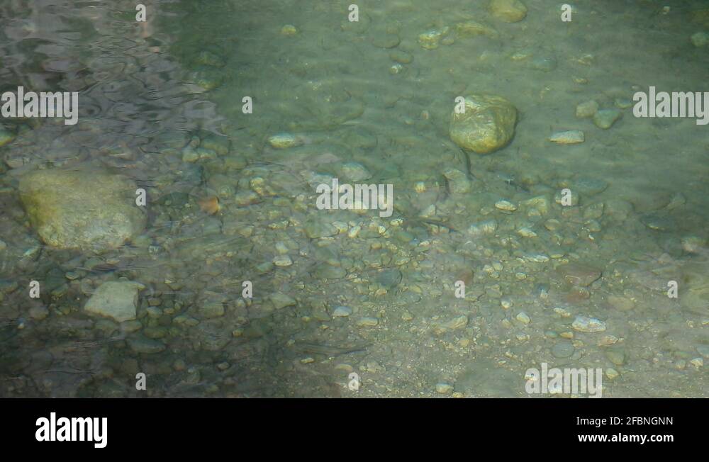 Underwater video of fish swimming Stock Videos & Footage - HD and 4K ...