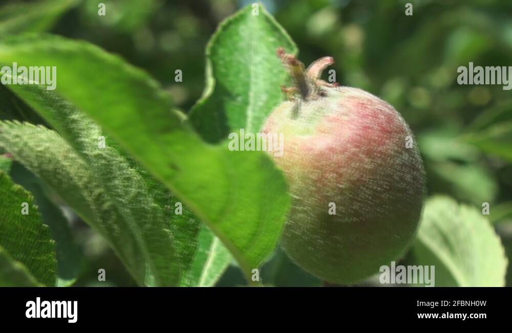 Red delicious apple Stock Videos & Footage - HD and 4K Video Clips - Alamy