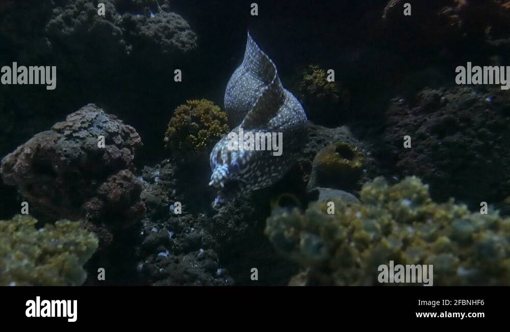 Dragon eel Stock Videos & Footage - HD and 4K Video Clips - Alamy