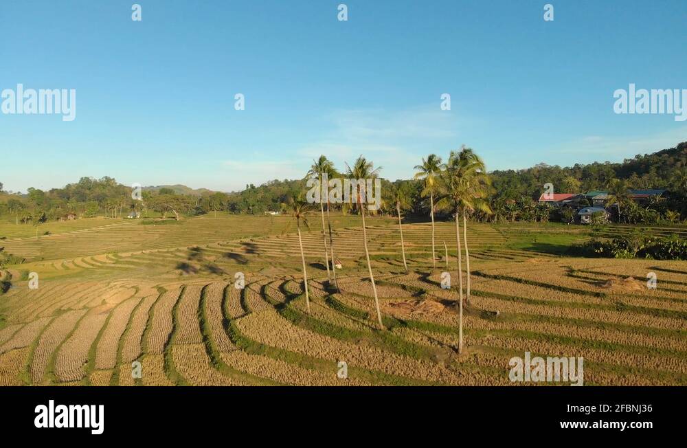 Bohol rice terraces Stock Videos & Footage - HD and 4K Video Clips - Alamy