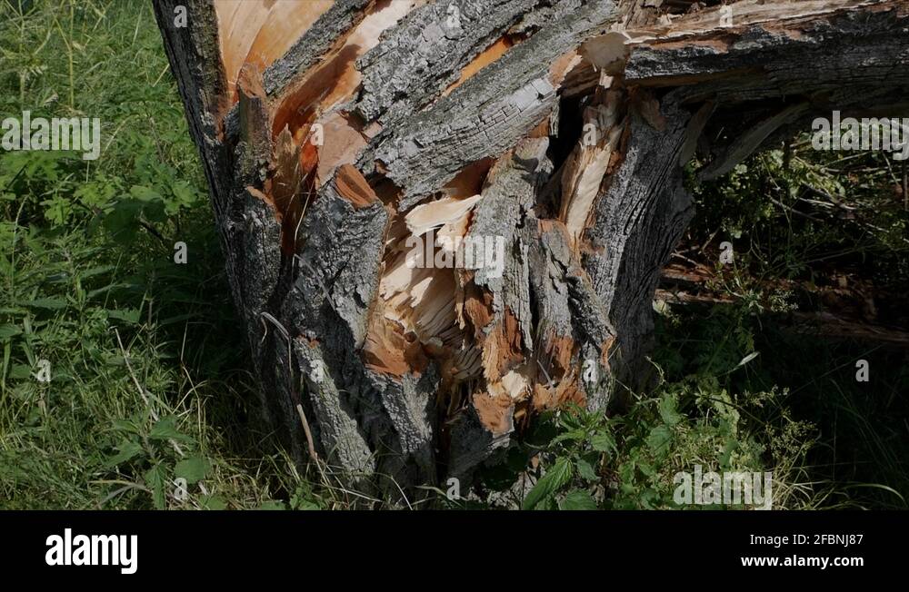 Fallen willow tree Stock Videos & Footage - HD and 4K Video Clips - Alamy