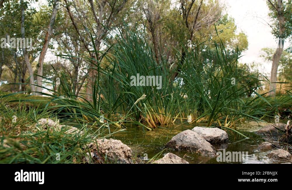 Tall grass ecosystem Stock Videos & Footage - HD and 4K Video Clips - Alamy