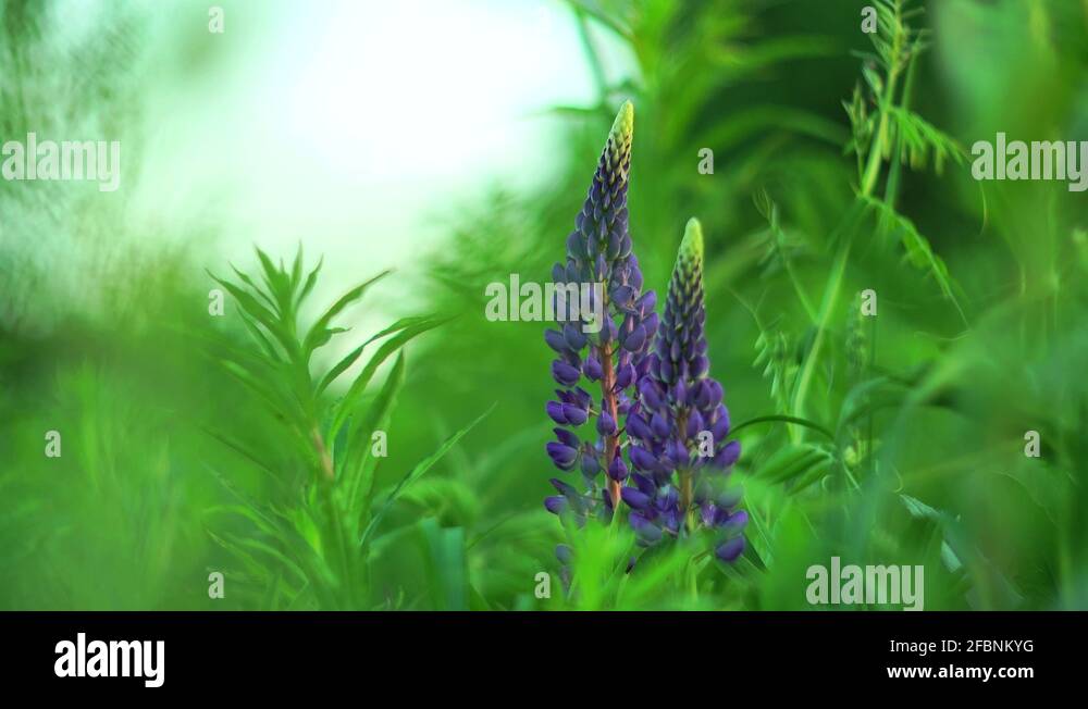 Beautiful frames Stock Videos & Footage - HD and 4K Video Clips - Alamy