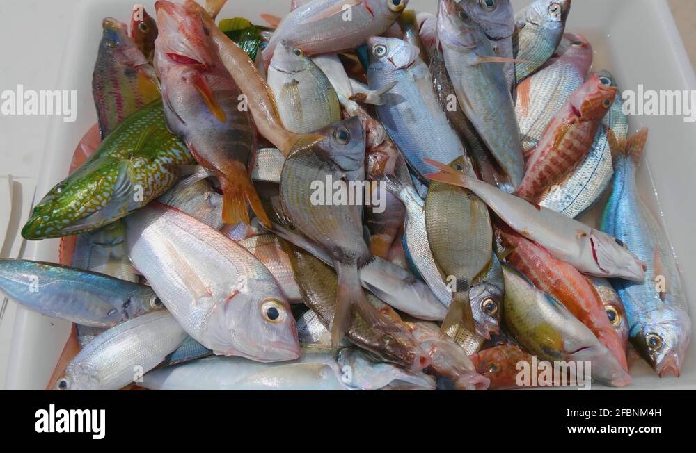 Sea fish scale Stock Videos & Footage - HD and 4K Video Clips - Alamy
