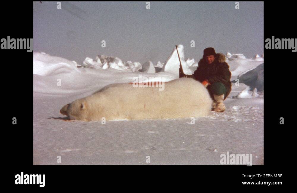 1960s: Hunter kneels by dead polar bear. Man opens mouth of dead bear ...
