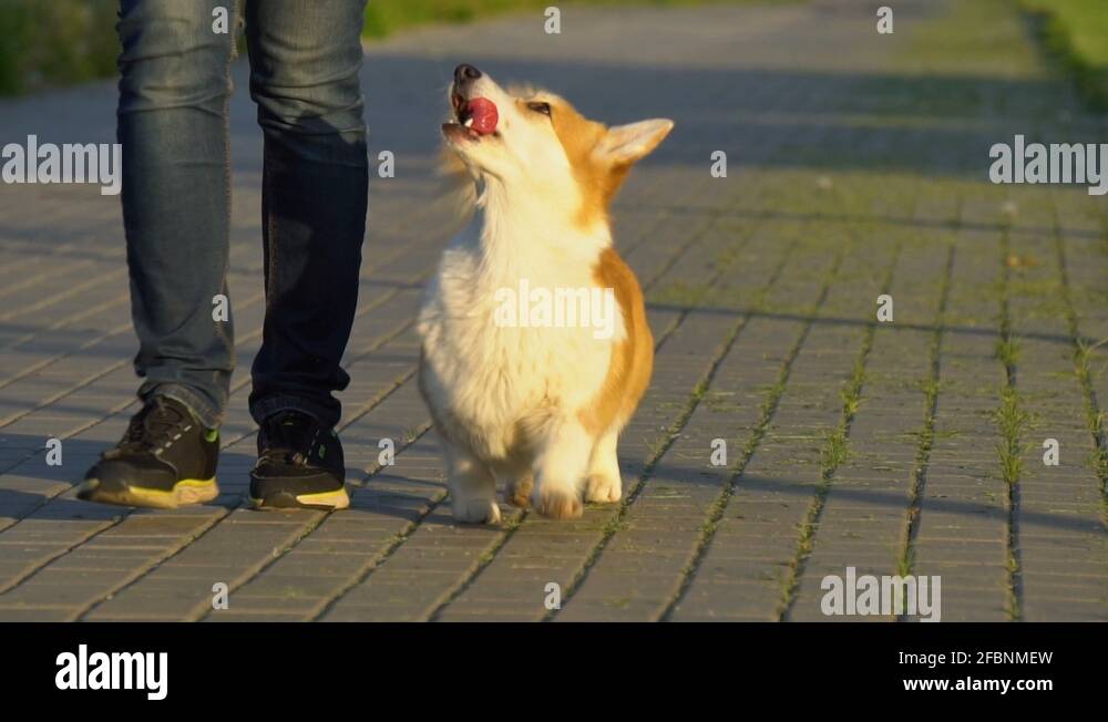 Human with dog Stock Videos & Footage - HD and 4K Video Clips - Alamy