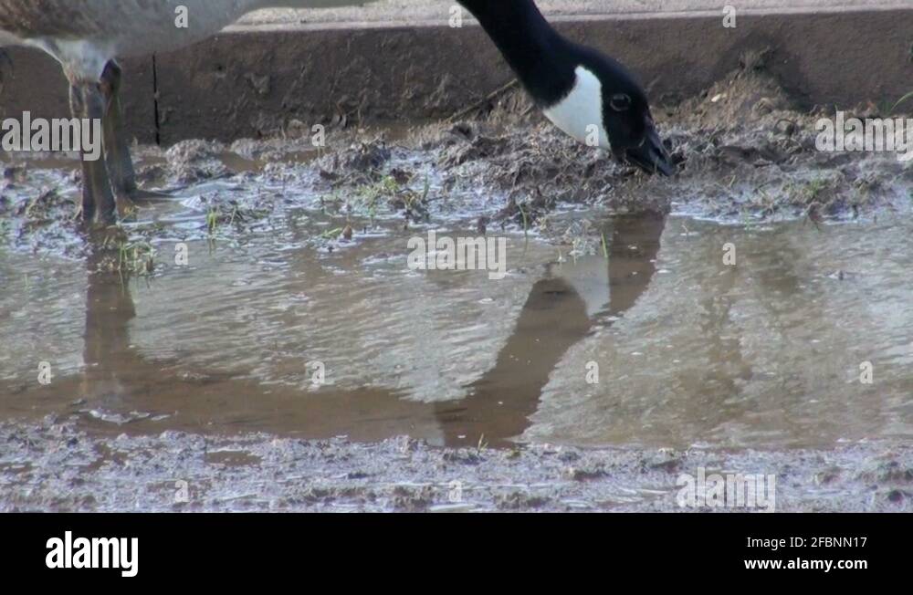 Puddle feeding Stock Videos & Footage - HD and 4K Video Clips - Alamy
