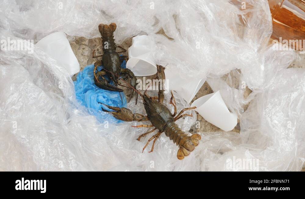 Animal plastic waste pack Stock Videos & Footage - HD and 4K Video ...