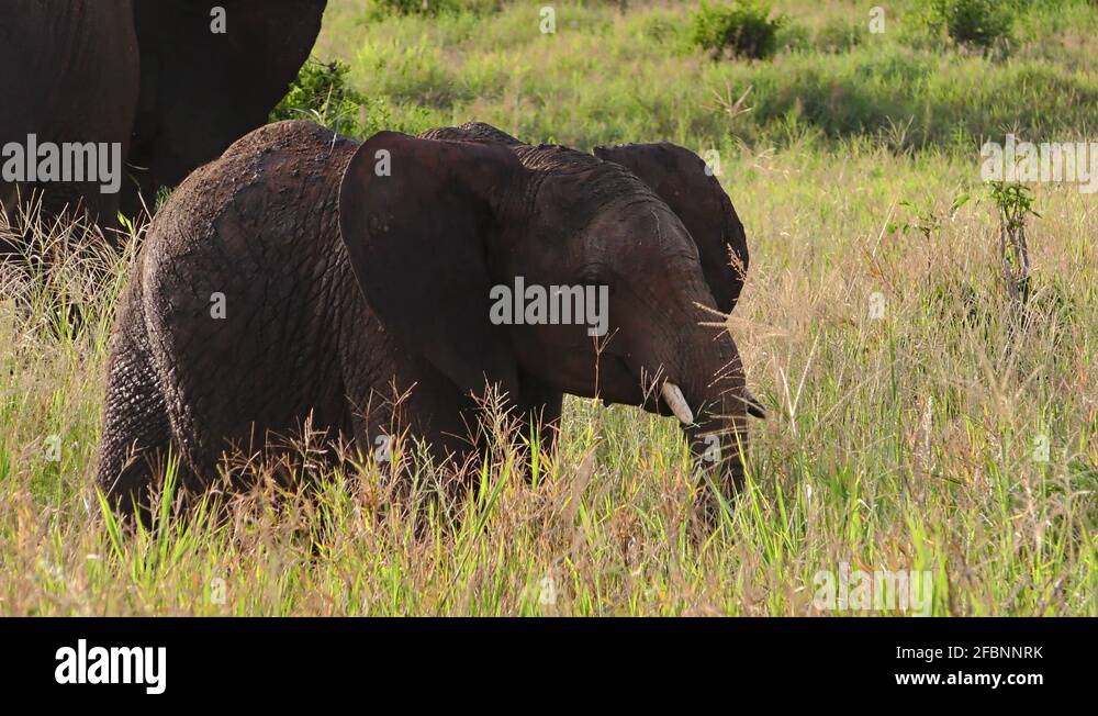African parent Stock Videos & Footage - HD and 4K Video Clips - Alamy