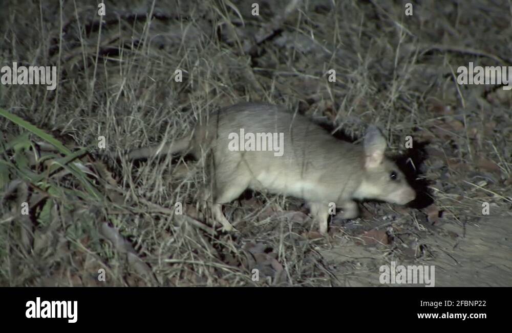 Rat run road Stock Videos & Footage - HD and 4K Video Clips - Alamy