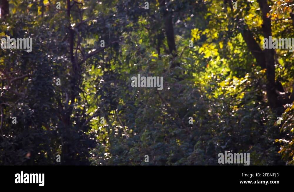 Many insects Stock Videos & Footage - HD and 4K Video Clips - Alamy