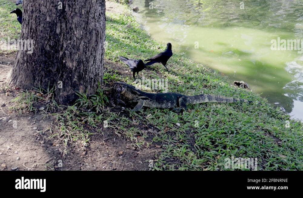 Lizard hunting fish Stock Videos & Footage - HD and 4K Video Clips - Alamy