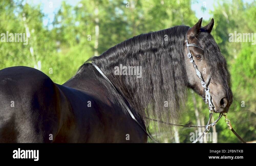 Raven horse Stock Videos & Footage - HD and 4K Video Clips - Alamy