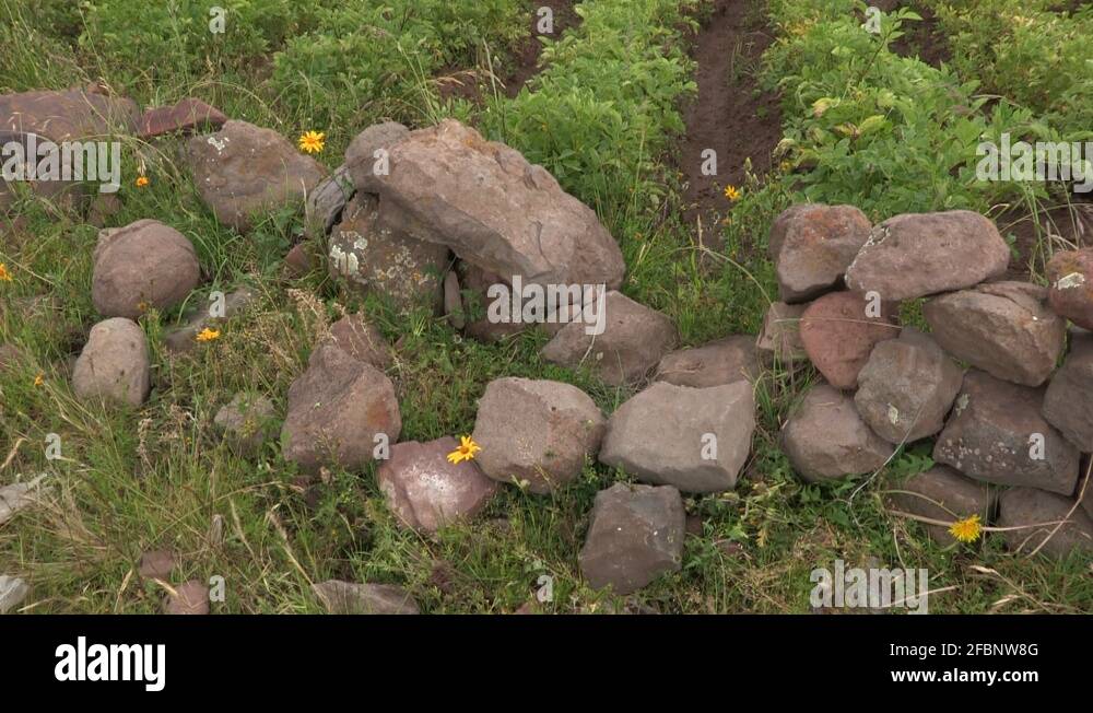 Farm potato peru Stock Videos & Footage - HD and 4K Video Clips - Alamy