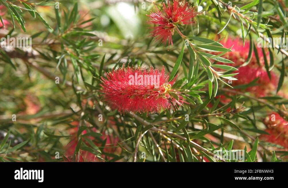 Callistemon tree Stock Videos & Footage - HD and 4K Video Clips - Alamy