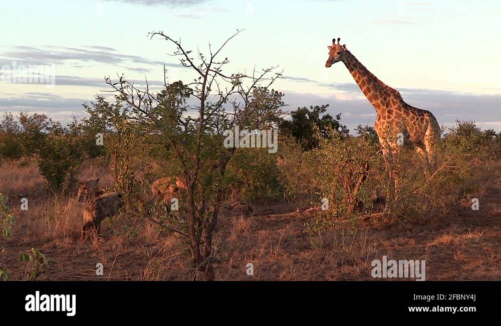 Wildlife guards Stock Videos & Footage - HD and 4K Video Clips - Alamy