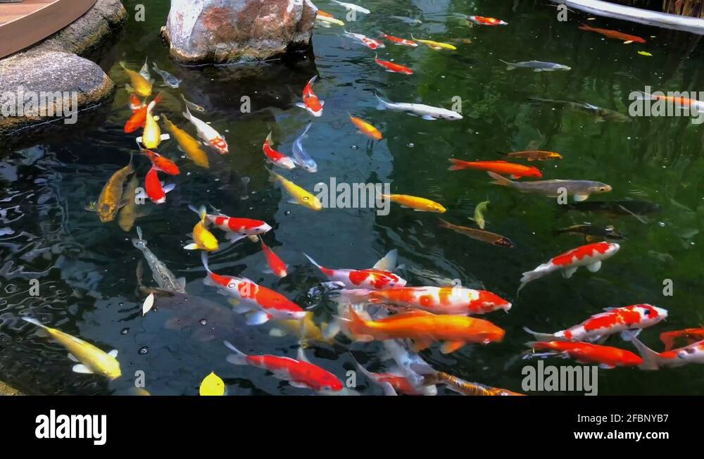 School of koi Stock Videos & Footage - HD and 4K Video Clips - Alamy