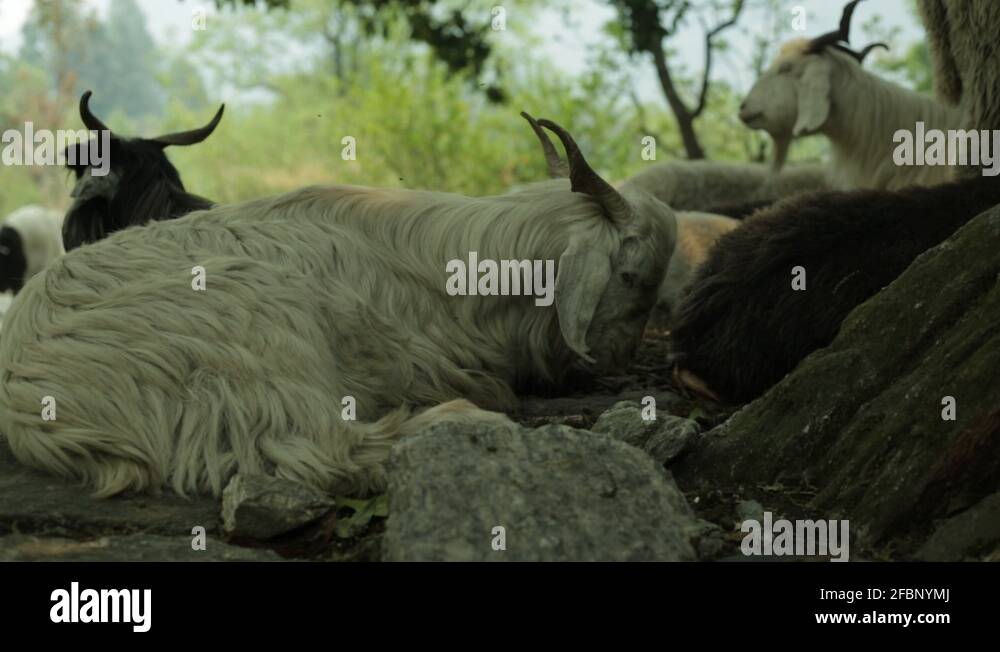 Himalayan animal Stock Videos & Footage - HD and 4K Video Clips - Alamy
