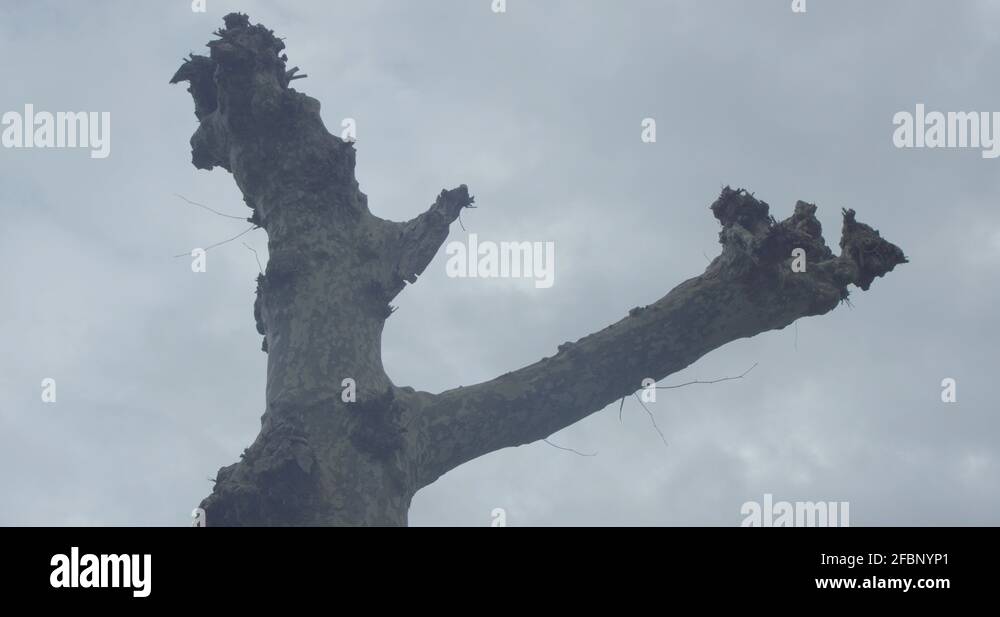 Tree with two branches Stock Videos & Footage - HD and 4K Video Clips ...