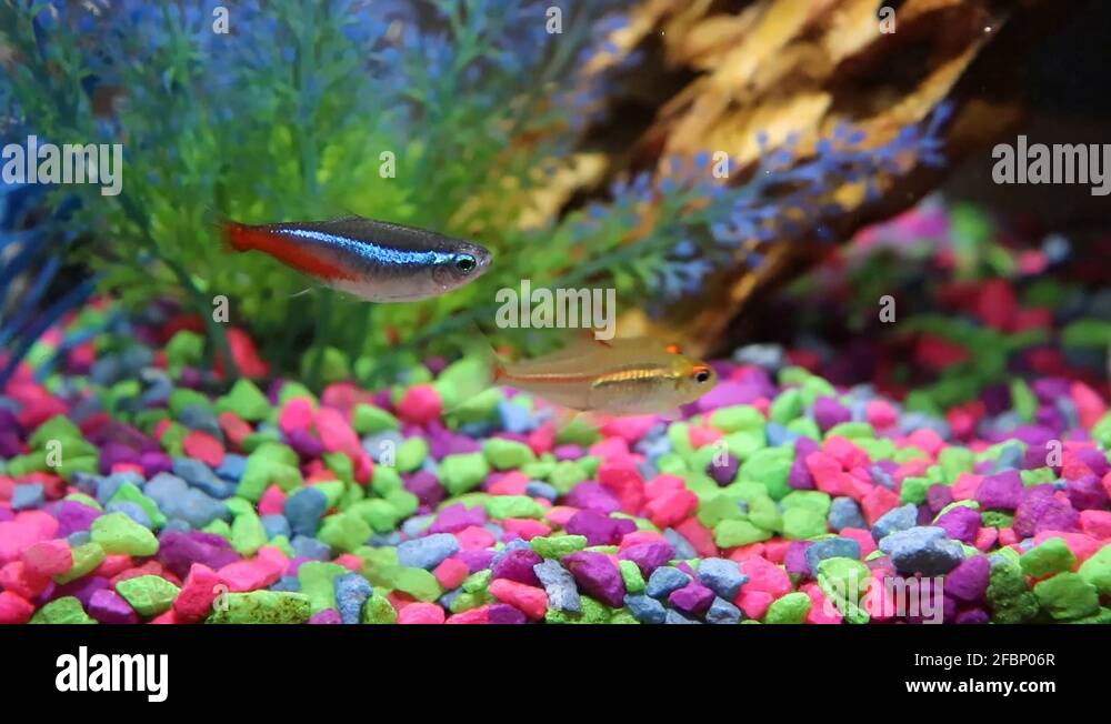 One fish two fish red fish blue fish Stock Videos & Footage - HD and 4K ...