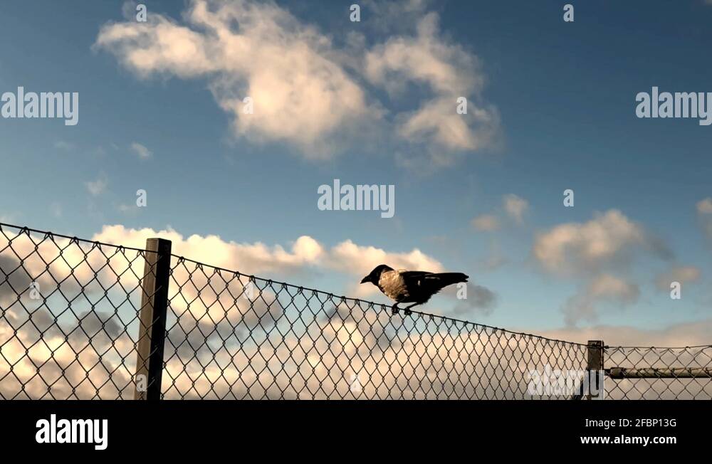 Leaping bird Stock Videos & Footage - HD and 4K Video Clips - Alamy