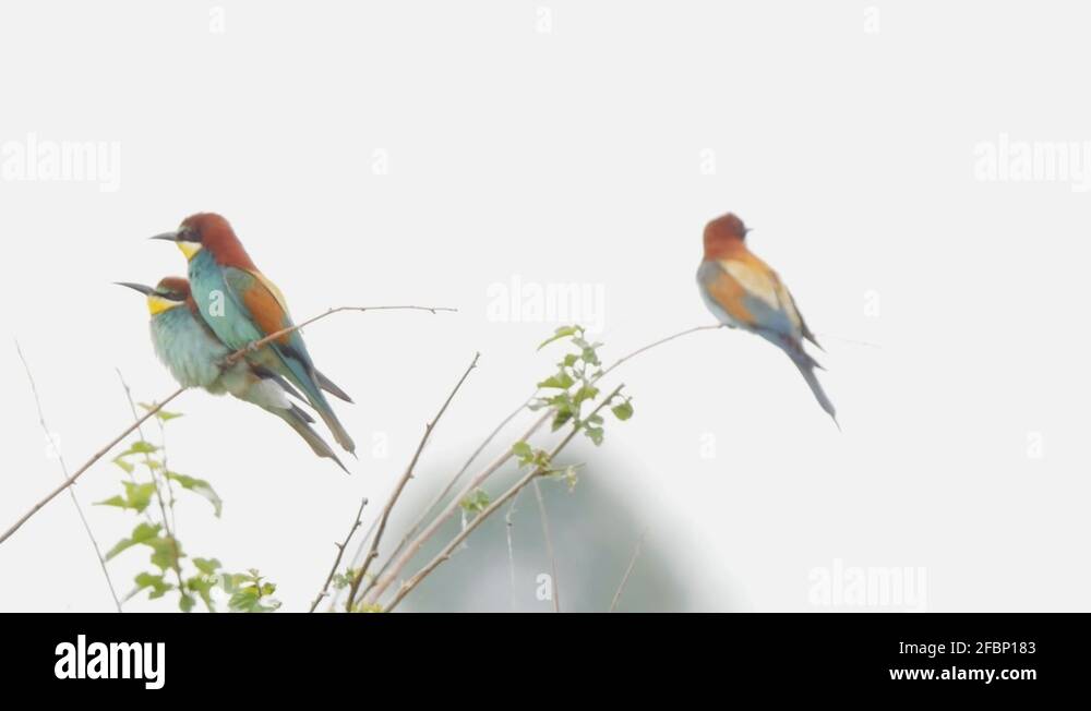Italian wildlife Stock Videos & Footage - HD and 4K Video Clips - Alamy