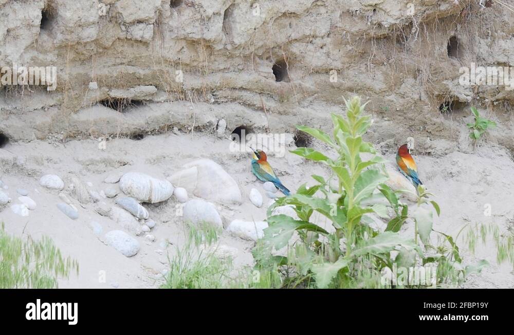 Burrow nesting Stock Videos & Footage - HD and 4K Video Clips - Alamy