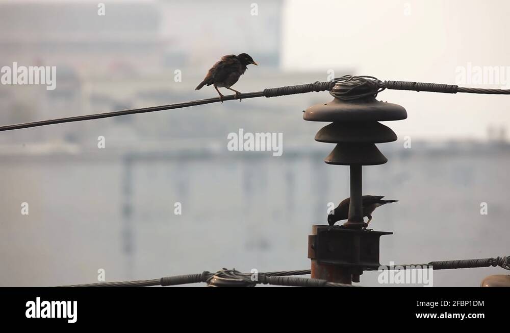 Utility wires sky bird Stock Videos & Footage - HD and 4K Video Clips ...