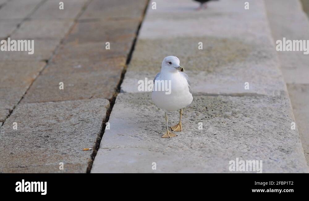 Close up seagull face Stock Videos & Footage - HD and 4K Video Clips ...