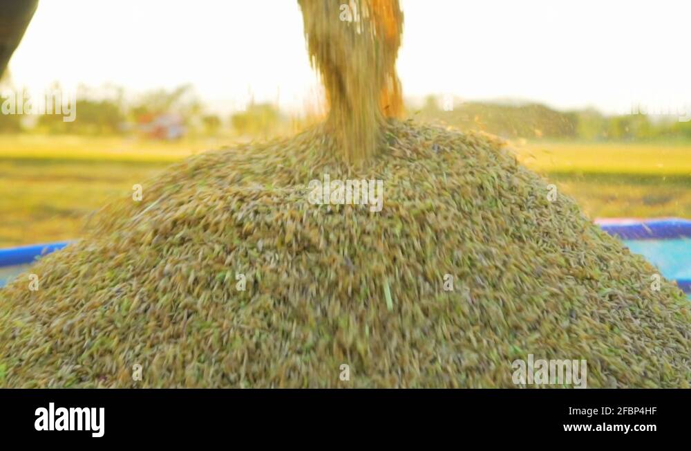 Combine harvesting rice and unloading grains into tractor trailer Stock ...