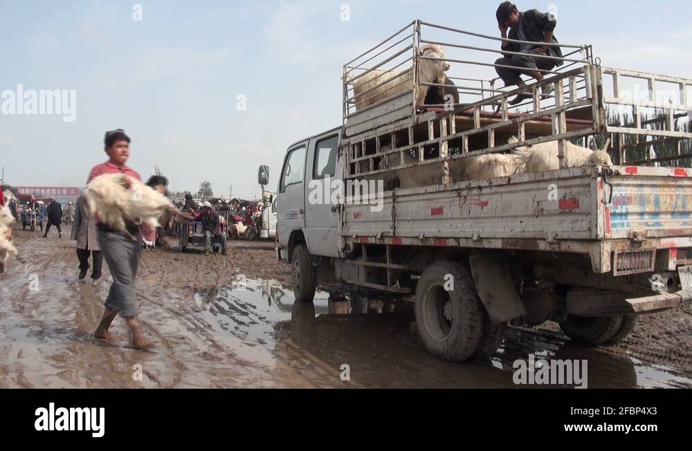 Livestock lorry transport sheep Stock Videos & Footage - HD and 4K ...