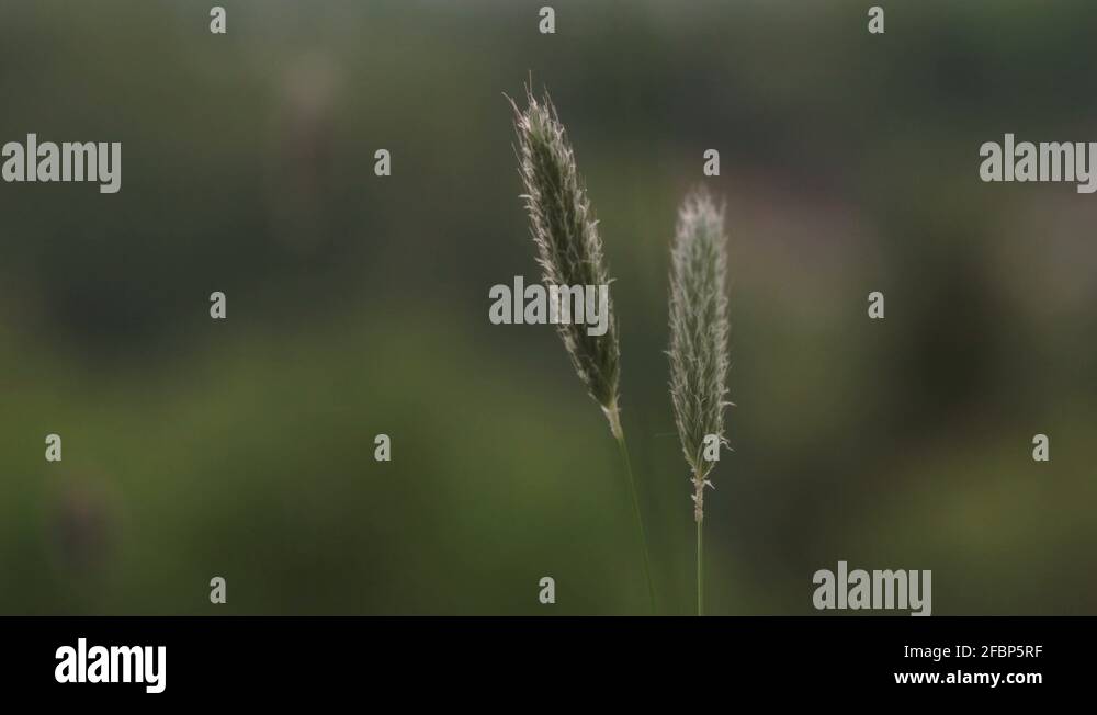 Foxtail flower Stock Videos & Footage - HD and 4K Video Clips - Alamy