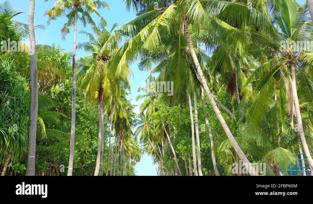 Dolly out of a forest of palm trees. On a tropical island in the ...