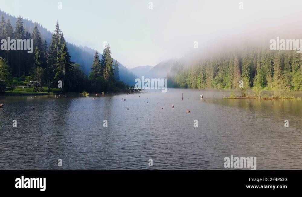 Forest microclimate Stock Videos & Footage - HD and 4K Video Clips - Alamy