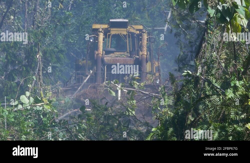 Rainforest logging bulldozer Stock Videos & Footage - HD and 4K Video ...