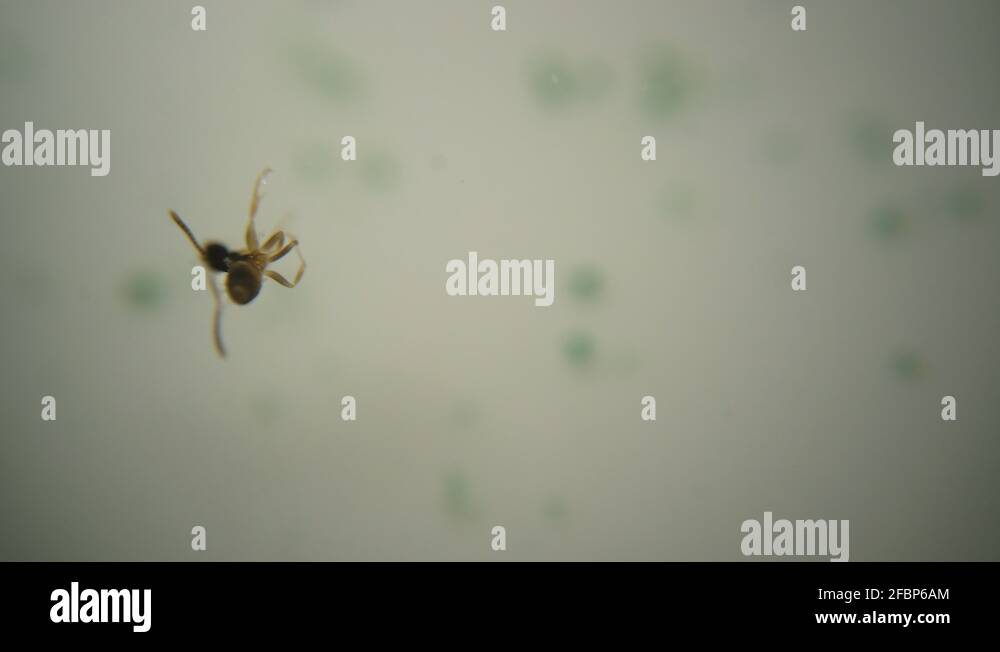White ant Stock Videos & Footage - HD and 4K Video Clips - Alamy