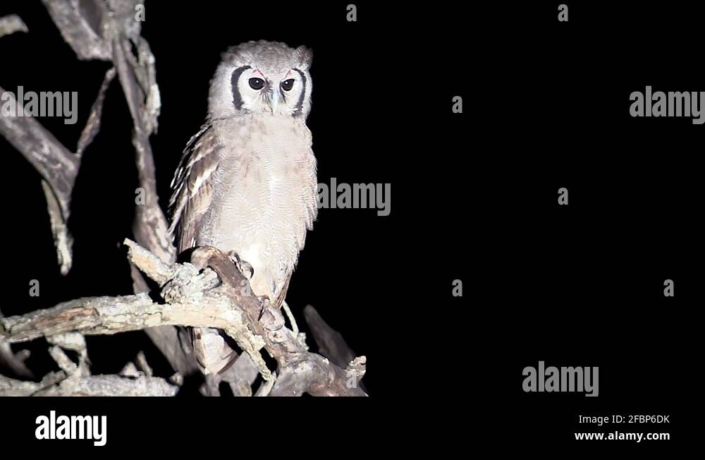 Nocturnal hunts Stock Videos & Footage - HD and 4K Video Clips - Alamy