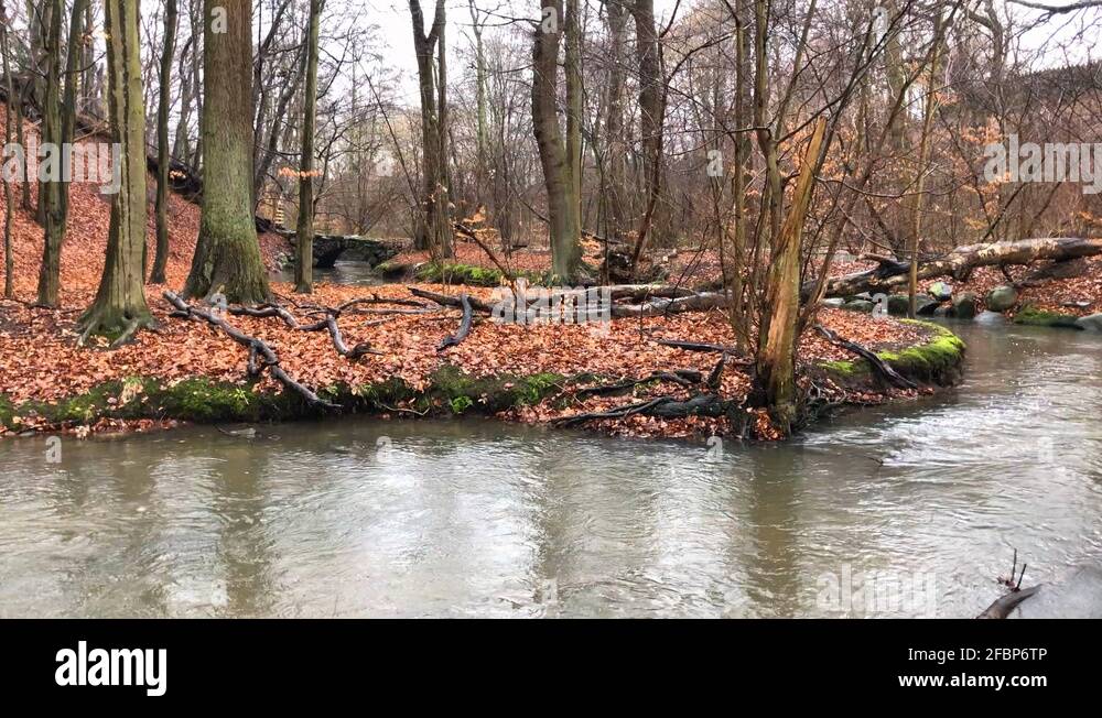 Damp forest Stock Videos & Footage - HD and 4K Video Clips - Alamy